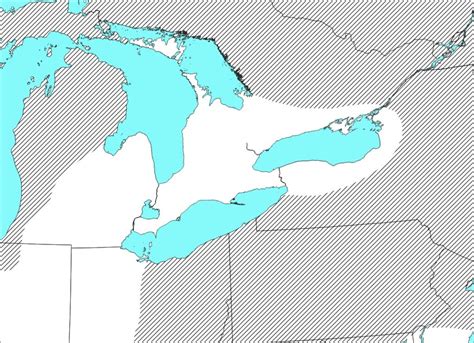 Plant Of The Month Pale Corydalis The Native Plant Gardener