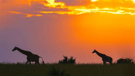 Programs Giraffe Conservation Foundation