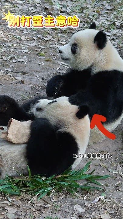 爱姐人模人样一手按住可可，好像在说别打歪主意国宝大熊猫饲养员熊猫生活shorts Youtube