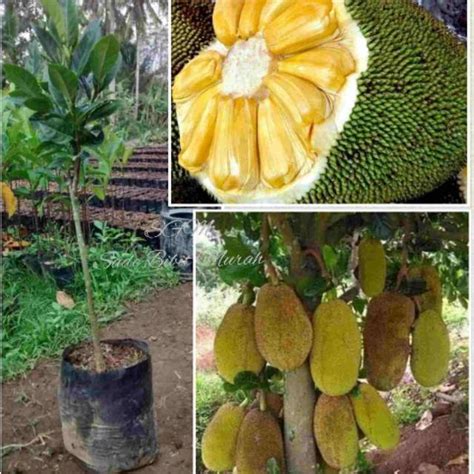 Jual Bibit Buah Nangka Madu Murah WISATA FLORA Shopee Indonesia