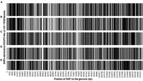 Graphical Representation Of The Genomic Position Of Each Snps Identical