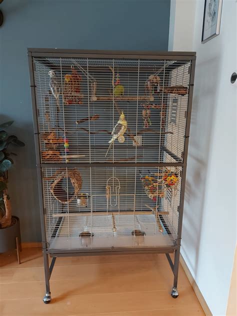 Rate My Cockatiel Cage Setup🦤 Rcockatiel