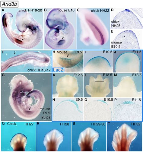 PDF Apical Ectodermal Ridge Morphogenesis In Limb Development Is Controlled By Arid3b Mediated