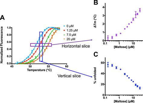 Maltose Binding To MBP As Probed Via DSF A Thermal Unfolding Of MBP