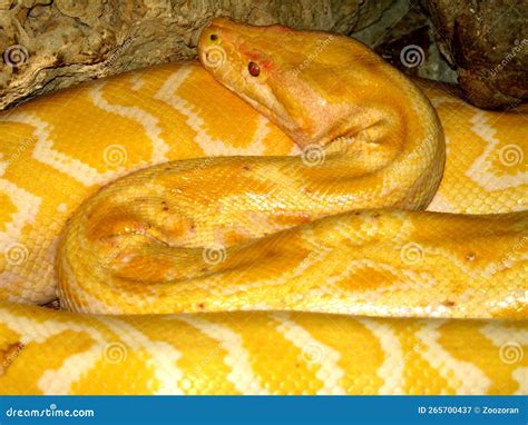 Burmese Python Python Bivittatus Stock Image Image Of Animal Snake Burmese Python Python Bivittatus Stock Image Image Of Animal Snake