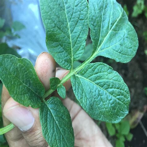 Penyakit Daun Kentang Object Detection Dataset And Pre Trained Model By