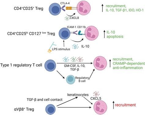 Frontiers Revisiting Regulatory T Cells As Modulators Of Innate😁 O