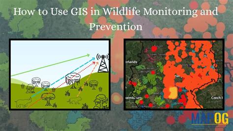 Gis For Wildlife Monitoring And Prevention