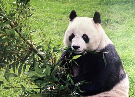 Los Pandas Más Famosos Que Ha Albergado El Zoológico De Chapultepec