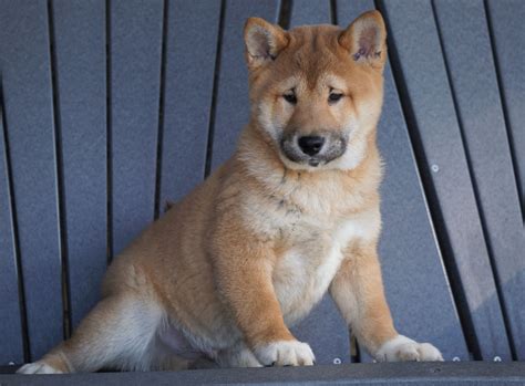Akc Registered Shiba Inu For Sale Millersburg Oh Male Prancer Ac