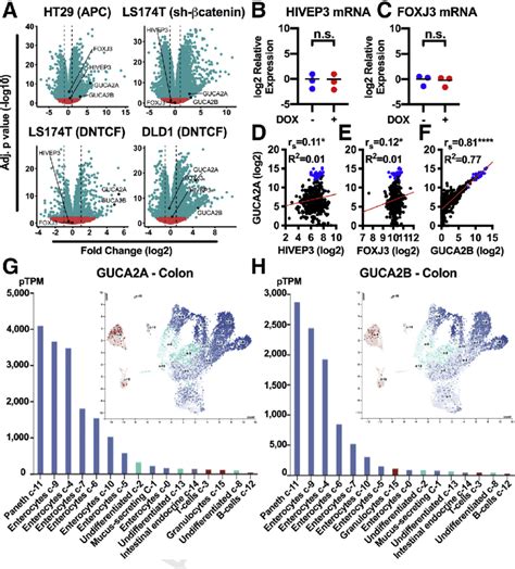 Transcriptional Coregulation Of Guca2a And Guca2b Within An Insulated