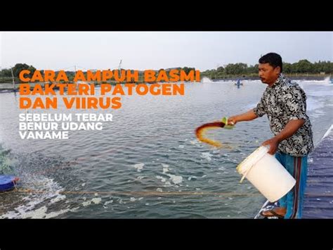 PROSES STERILISASI AIR TAMBAK UDANG VANAME DARI BAKTERI PATOGEN DAN VIRUS Aabvaname