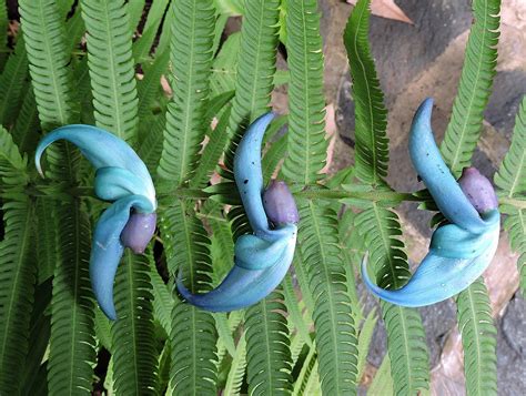 2020 04 19 Strongylodon Macrobotrys Bg Teplice Czech Rep Flickr