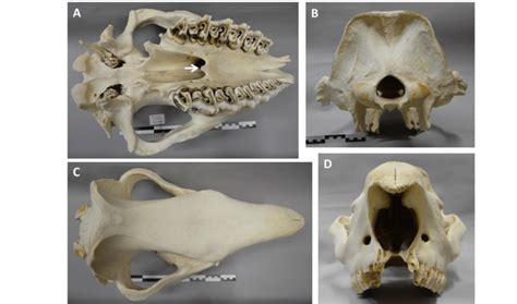 Le Spécimen Uco 001 A Vue Inférieure Ventrale B Vue Postérieure