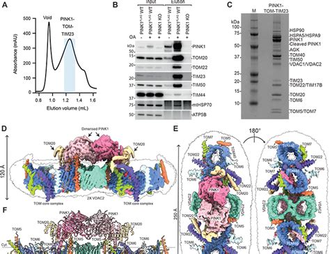 Structure Of Human Pink1 At A Mitochondrial Tom Vdac Array Buck Institute For Research On Aging