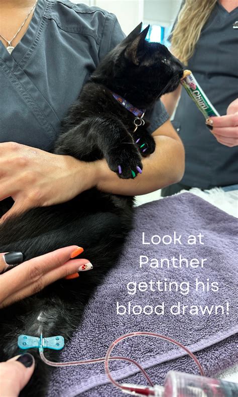 Your Cats Blood Test Results Explained In Easy Terms Catvetlife