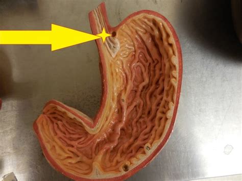 Digestive System Stomach Flashcards Quizlet