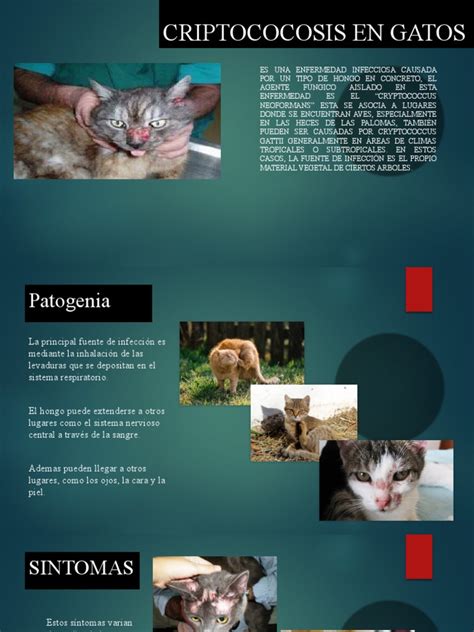 Criptococosis En Gatos Pdf Inmunología Ciencias De La Salud