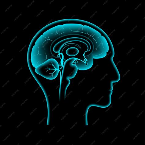 검은 배경에 인간의 두뇌 해부학입니다 변연계와 신경망 개념 디지털 과학 기술 개념입니다 대뇌 피질과 대뇌 의료 포스터 3d