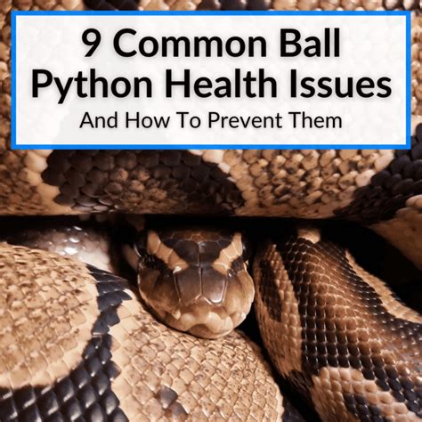 9 Common Ball Python Health Issues And How To Prevent Them