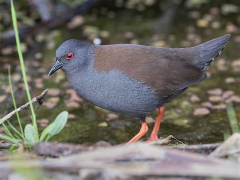 Spotless Crake Zapornia Tabuensis Birds Of The World