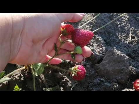 Земляника садовая "Медовая" НПО Сады россии - YouTube