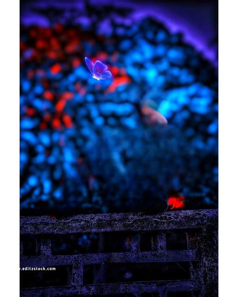 Butterfly Cb Background Free