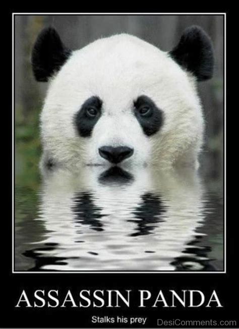 Panda Without Makeup Meme Saubhaya Makeup