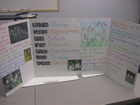 Linnaeus Taxonomy Classification Homeschool Science Challenges Homeschool