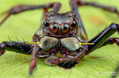 Chelicera Macro Photography By Nicky Bay