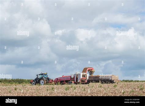 2020 UK Potato Harvesting With Grimme Potato Harvester Pulled By Valtra