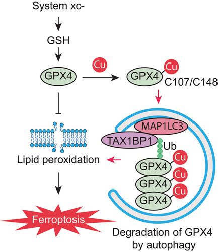 Full Article Copper Dependent Autophagic Degradation Of Gpx4 Drives