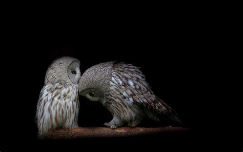 Wallpaper Dark Background Couple Bird Of Prey Owl Beak Darkness
