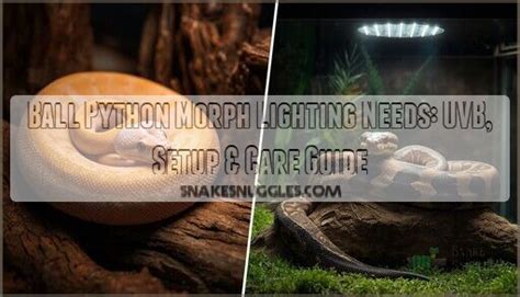 Ball Python Morph Lighting Needs Uvb Setup And Care Guide