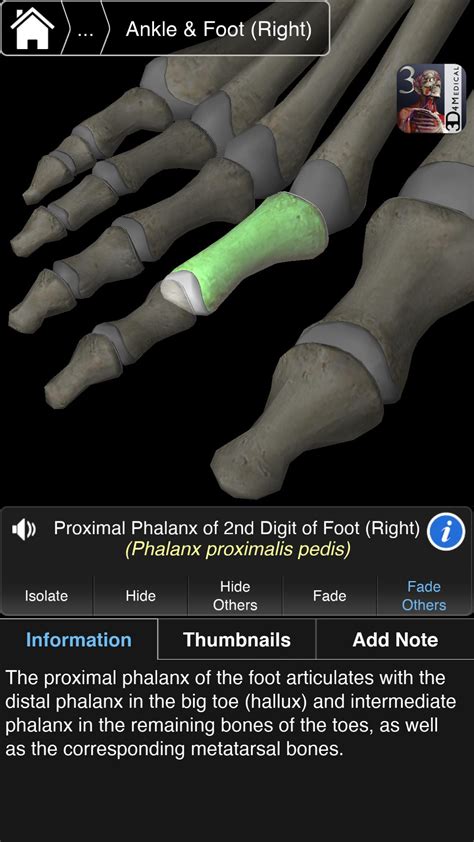 Essential Skeleton 3 Apk For Android Download