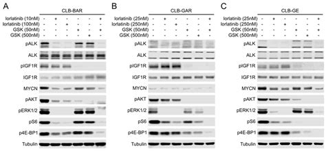 Activation Of Downstream Akt And Erk1 2 Signaling By Alk And Igf1r A