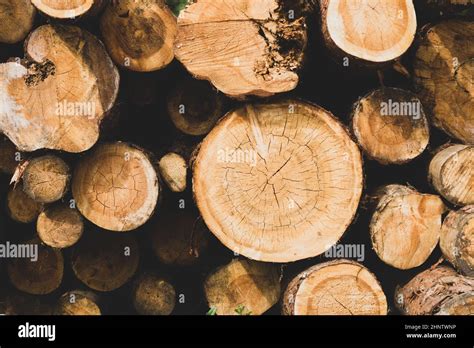 Stack Of Logs Natural Wooden Background With Timber Log Wall Pile Of