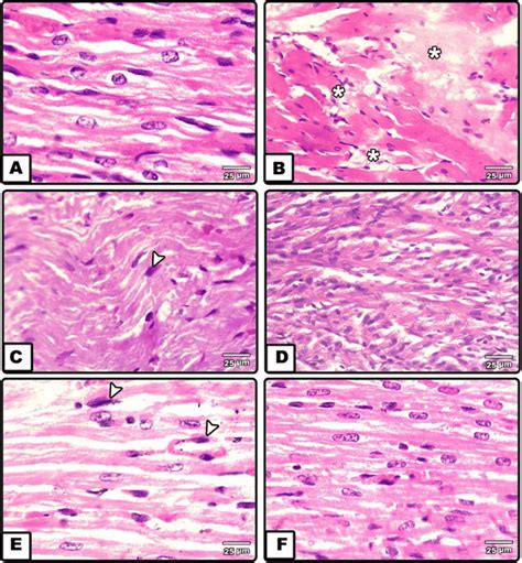 Representative Examples Of Formalin Fixed Histological Sections Of Rat