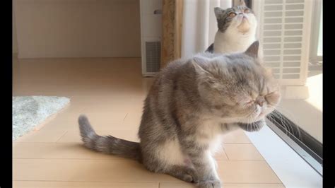 ザ家猫の生活を覗き見る動画猫かわいいエキゾチックショートヘア YouTube