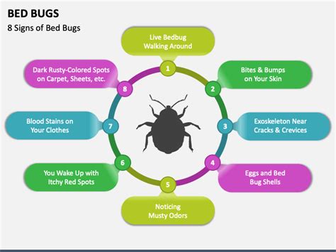Bed Bugs Powerpoint And Google Slides Template Ppt Slides