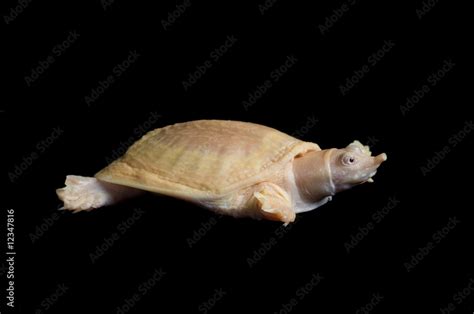 Albino Softshell Turtle