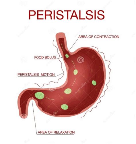 Difference Between Peristalsis And Antiperistalsis Relationship Between