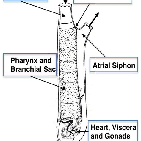 Pdf The Tunicate Ciona A Model System For Understanding The Relationship Between Regeneration