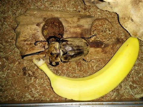 Beetlecam Raspberry Pi