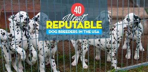 Top 40 Reputable Dog Breeders An Overview