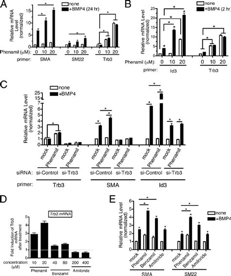 Phenamil Promotes Contractile Gene Expression Through Induction Of