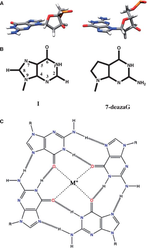 Chemical Structures Of G Quartets And Quadruplexes A Download