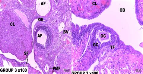 Photomicrograph Of Rat Ovary Tissue Section Of Group 3 H And E Section