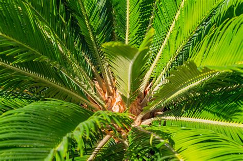 ココナッツヤシの木の緑の葉自然の夏の背景 ココナッツのストックフォトや画像を多数ご用意 ココナッツ トロピカルフルーツ