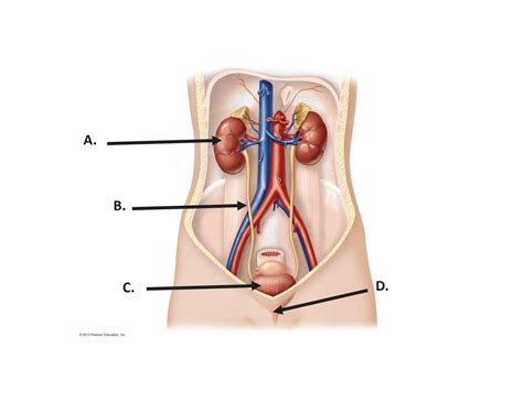 Solution Urinary System Labeling Assignment Studypool